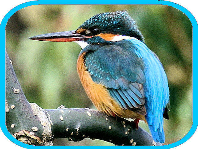 A(2318) エトセトラ-8: maechan