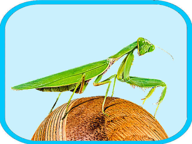 A(2320) エトセトラ-10: maechan