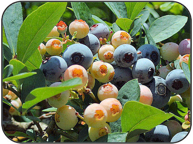 A(2325) エトセトラ-11: maechan