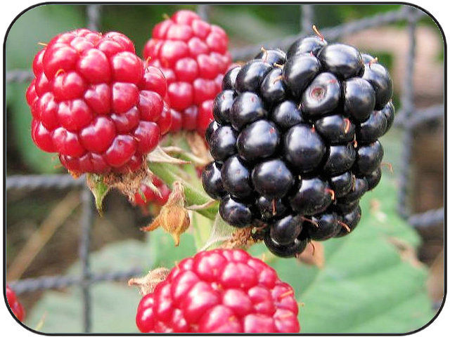 A(2325) エトセトラ-11: maechan