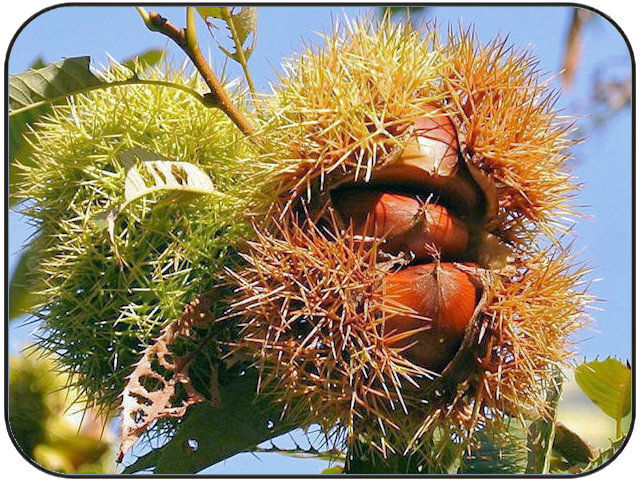 A(2325) エトセトラ-11: maechan