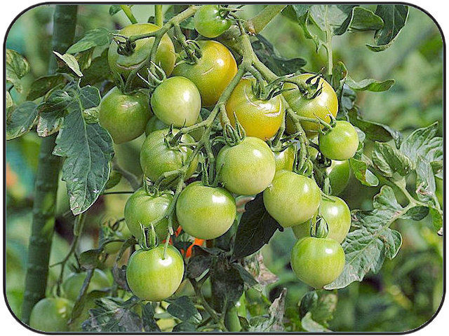 A(2327) エトセトラ-13: maechan