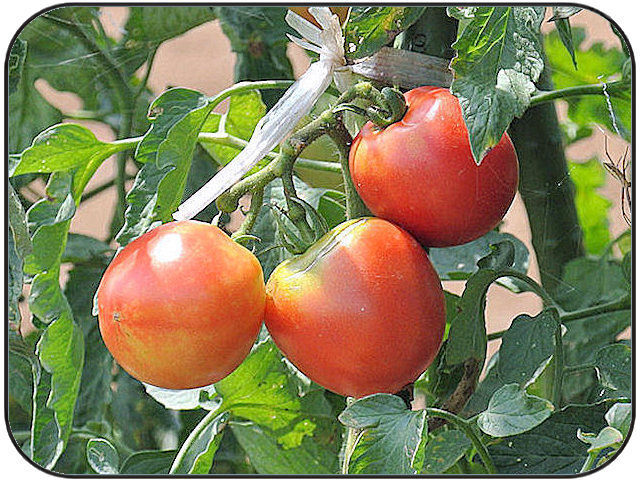 A(2327) エトセトラ-13: maechan