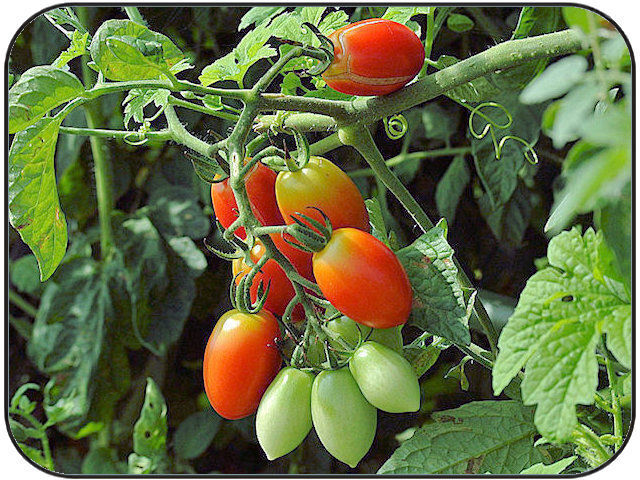 A(2327) エトセトラ-13: maechan