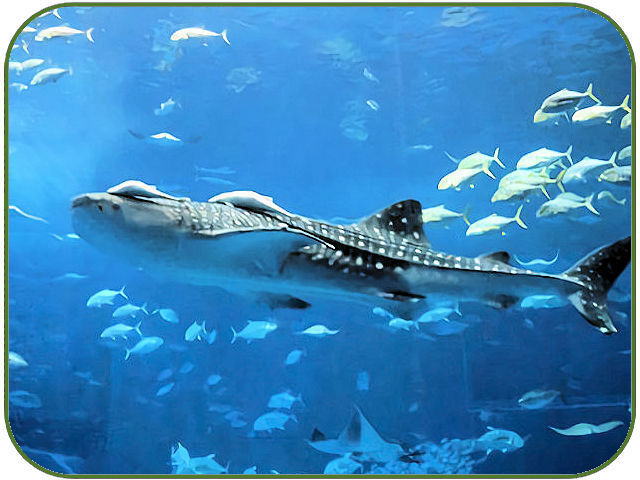 A(2330) エトセトラ-16: maechan