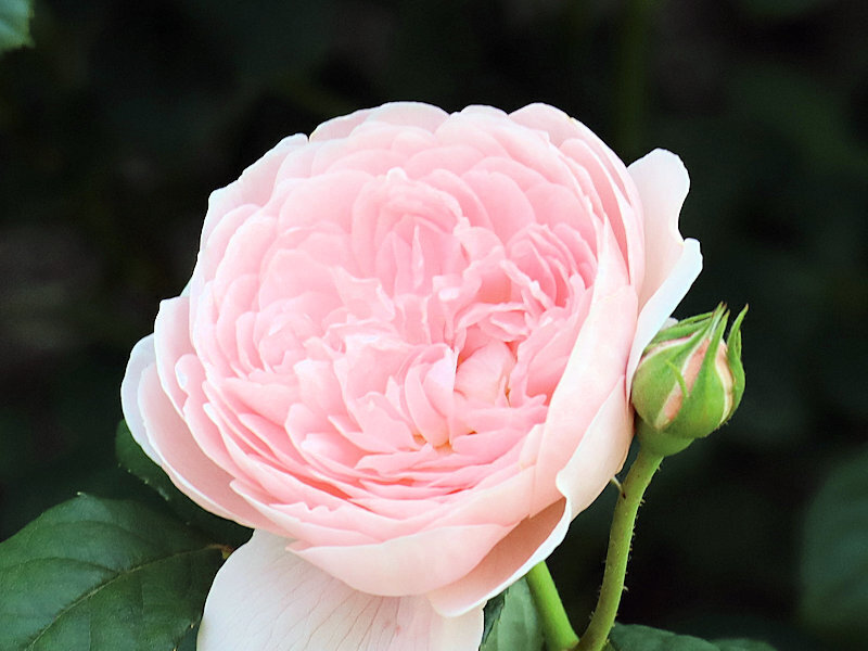 A(2336) 今日の散歩の花-2: maechan