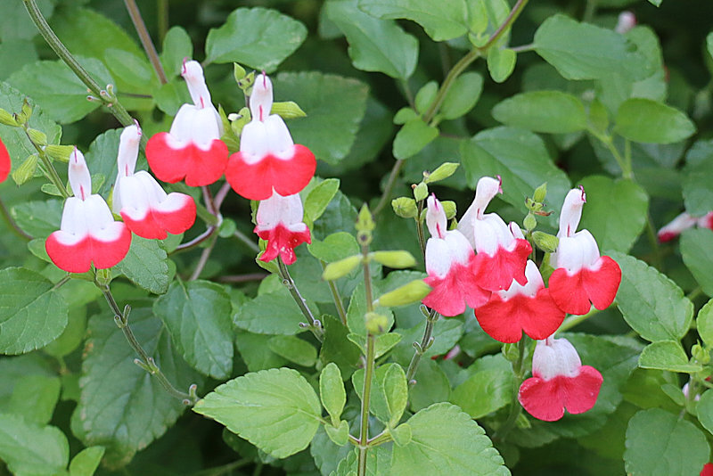 A(2344)今日の散歩の花: maechan