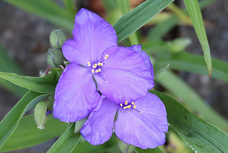 A(2344)今日の散歩の花: maechan