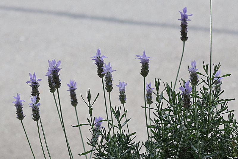 A(2344)今日の散歩の花: maechan