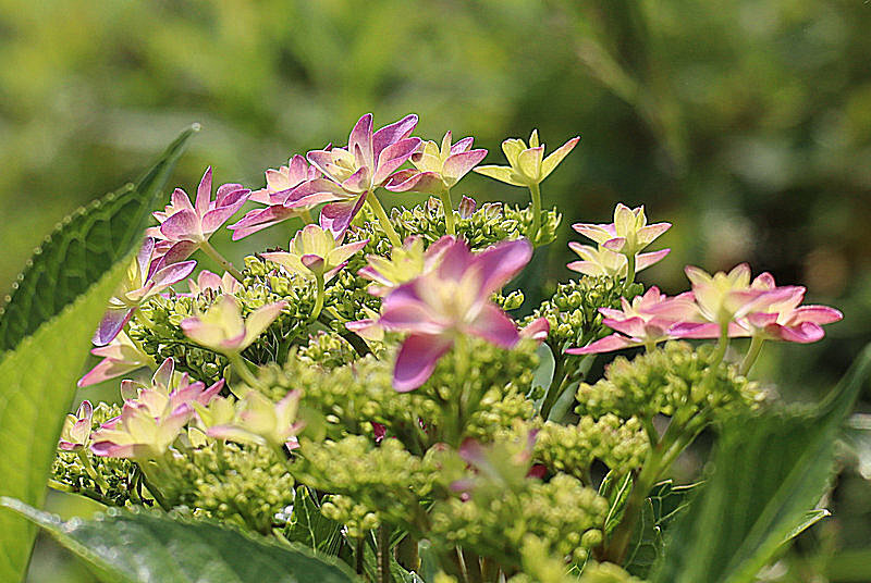 A(2344)今日の散歩の花: maechan