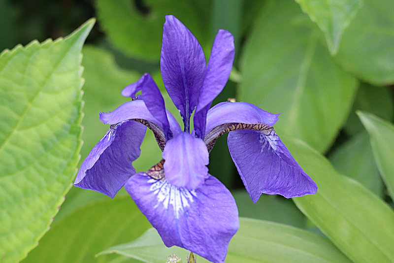 A(2344)今日の散歩の花: maechan