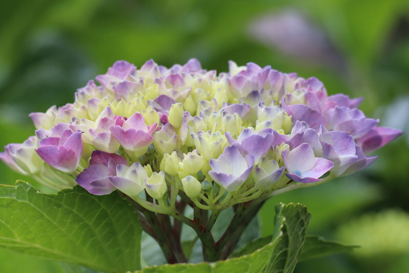 A(2359)今日の散歩の花: maechan