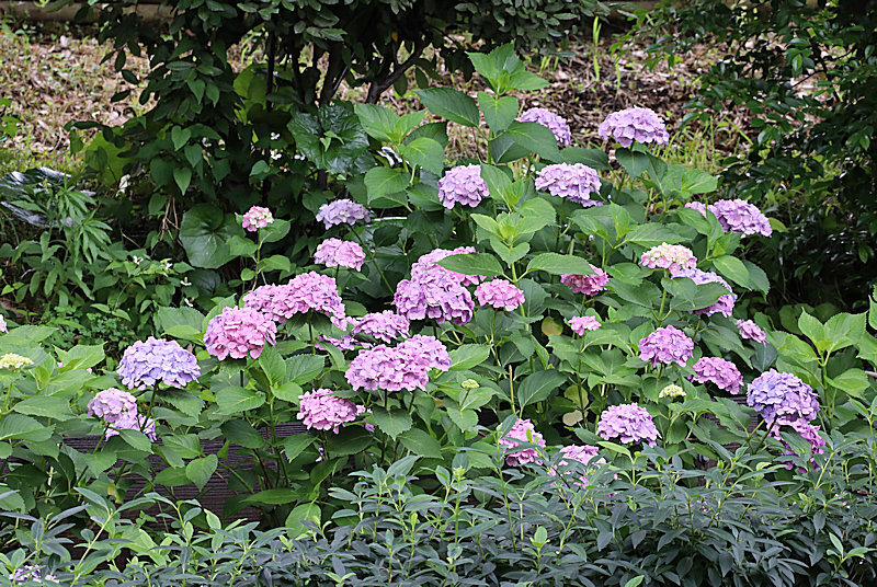 A(2366)今日の散歩の花-1: maechan