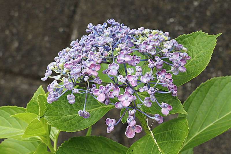 A(2366)今日の散歩の花-1: maechan