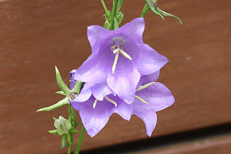 A(2367)今日の散歩の花-2: maechan