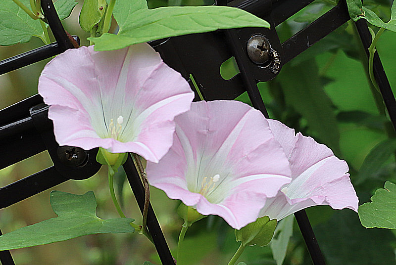 A(2367)今日の散歩の花-2: maechan