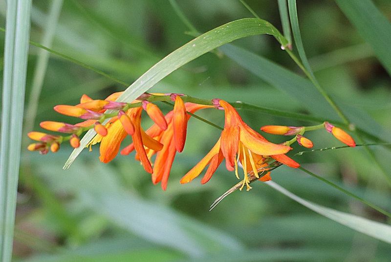 A(2367)今日の散歩の花-2: maechan