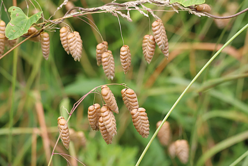 A(2367)今日の散歩の花-2: maechan