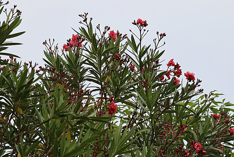 A(2367)今日の散歩の花-2: maechan