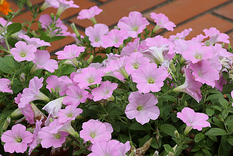 A(2367)今日の散歩の花-2: maechan