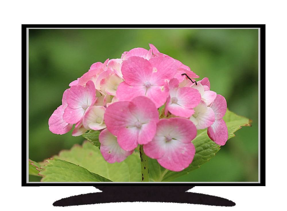 A(2368) 画像お遊び: maechan