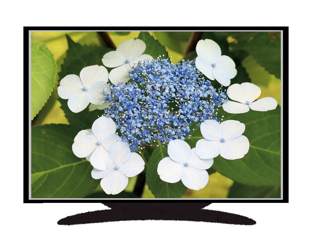 A(2368) 画像お遊び: maechan