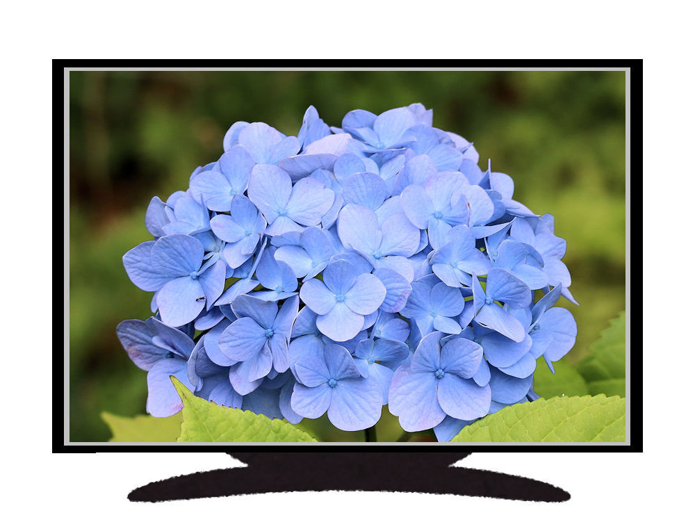 A(2368) 画像お遊び: maechan