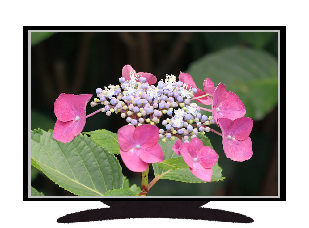 A(2368) 画像お遊び: maechan