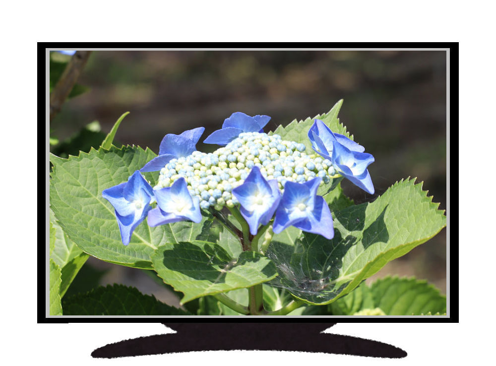 A(2368) 画像お遊び: maechan