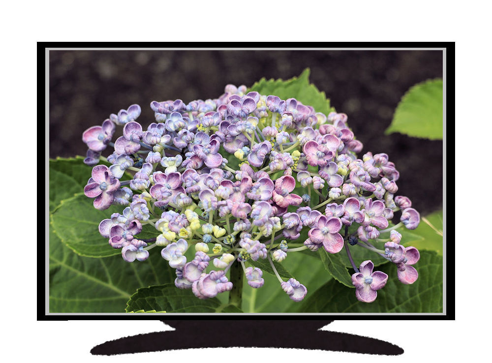 A(2368) 画像お遊び: maechan