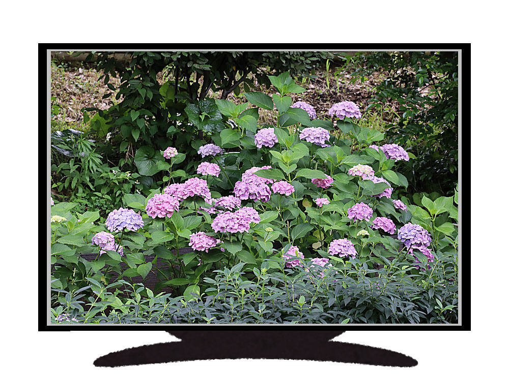 A(2368) 画像お遊び: maechan