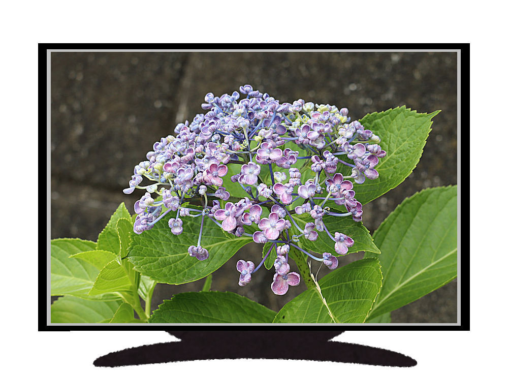 A(2368) 画像お遊び: maechan