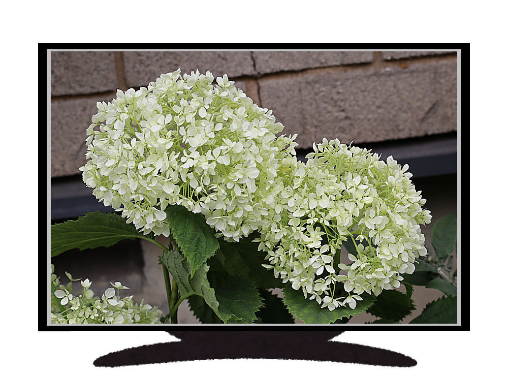 A(2368) 画像お遊び: maechan