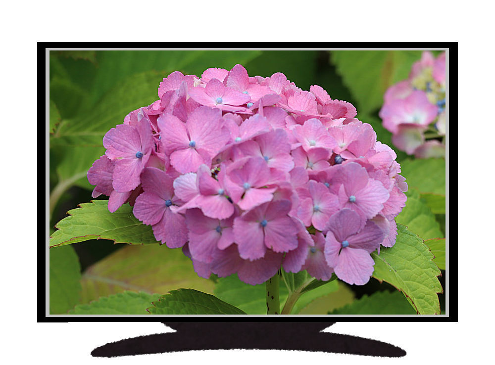 A(2368) 画像お遊び: maechan