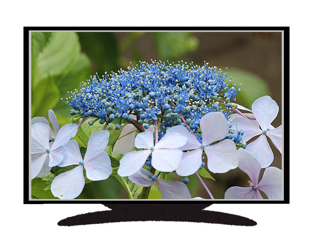 A(2368) 画像お遊び: maechan