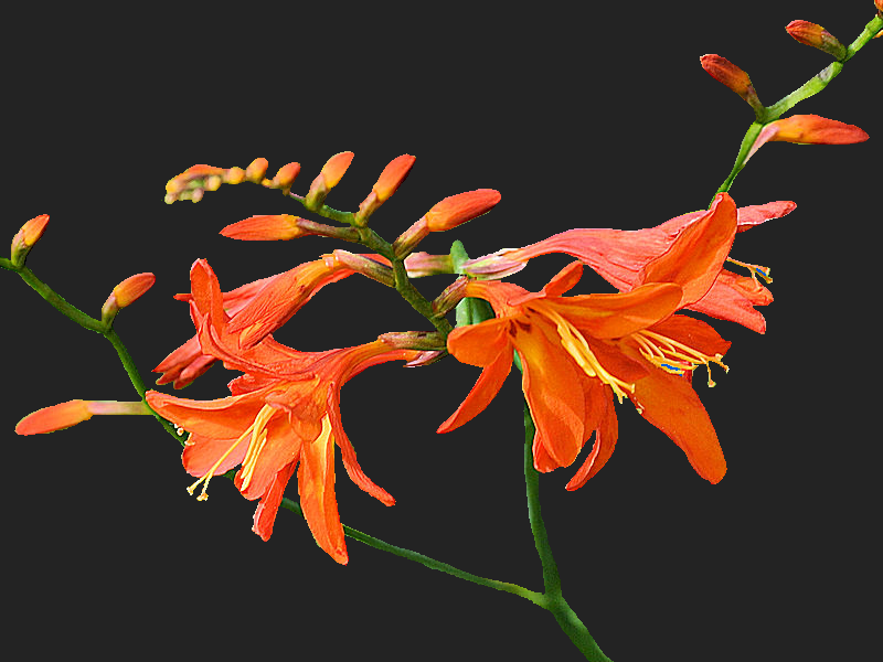 A(2370) 画像お遊び: maechan