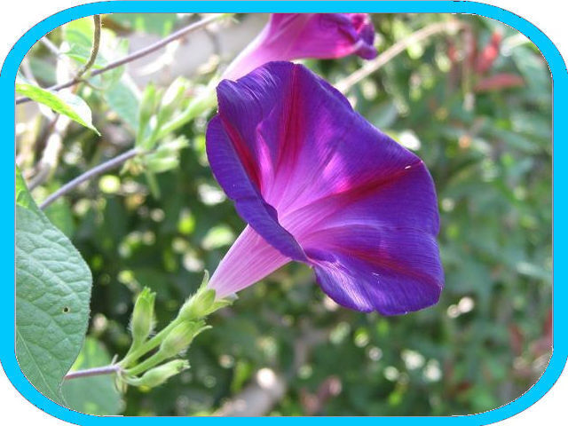 A(2373) 画像お遊び: maechan