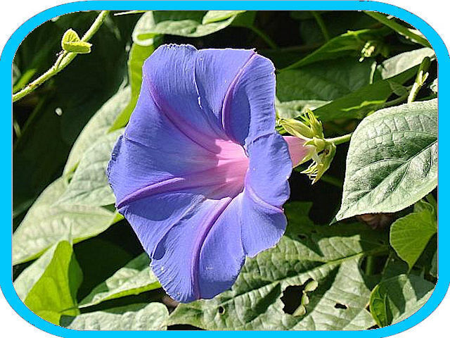 A(2373) 画像お遊び: maechan