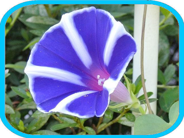 A(2374) 画像お遊び: maechan