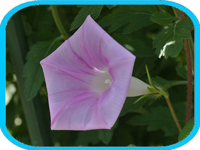 A(2374) 画像お遊び: maechan