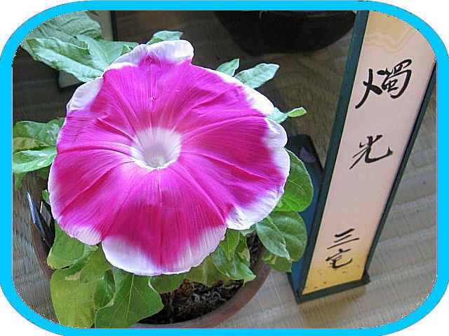 A(2374) 画像お遊び: maechan