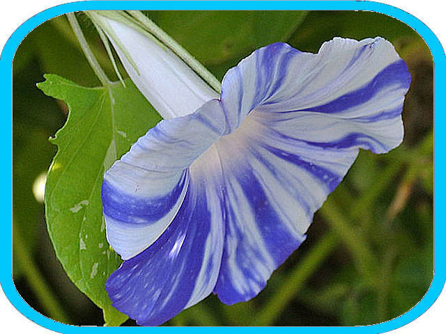 A(2374) 画像お遊び: maechan