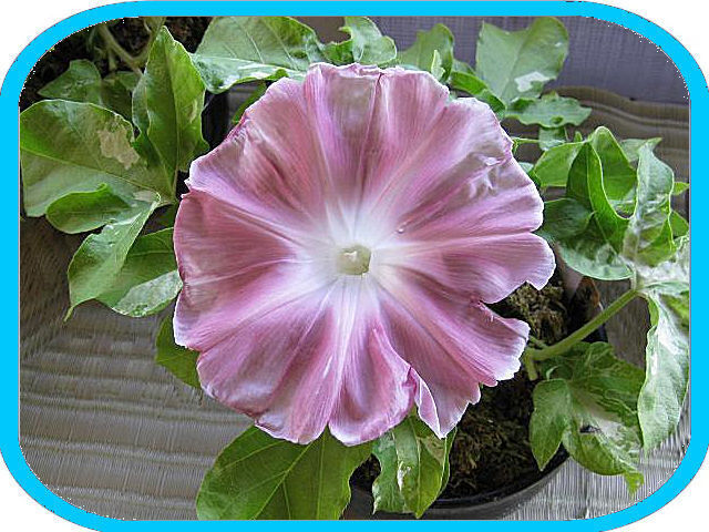 A(2374) 画像お遊び: maechan