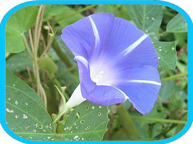 A(2374) 画像お遊び: maechan