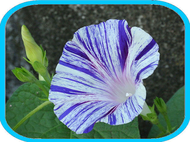 A(2374) 画像お遊び: maechan