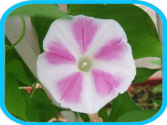 A(2374) 画像お遊び: maechan