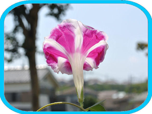 A(2374) 画像お遊び: maechan