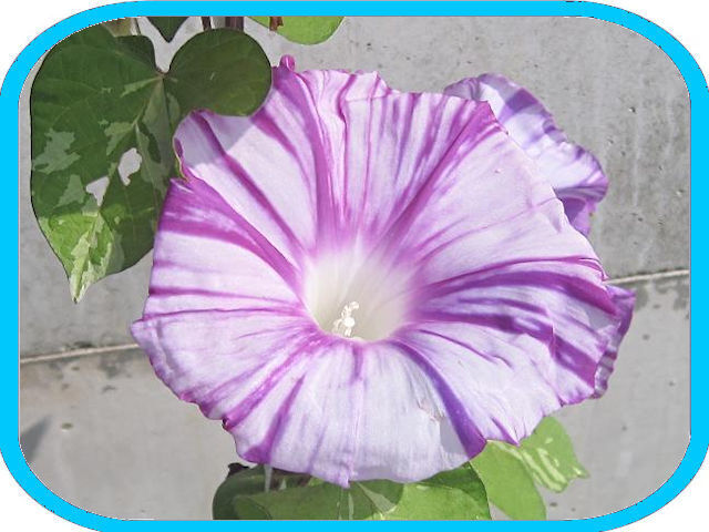 A(2374) 画像お遊び: maechan