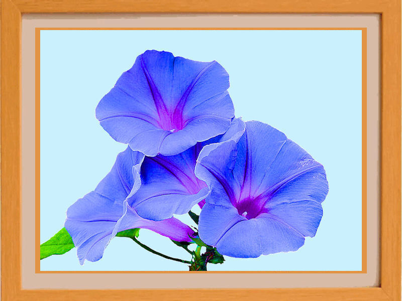 A(2375) 画像お遊び: maechan