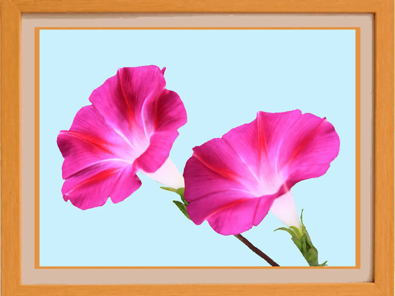 A(2375) 画像お遊び: maechan